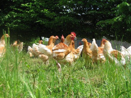 Soutenir le développement des élevages biologiques | CCPA